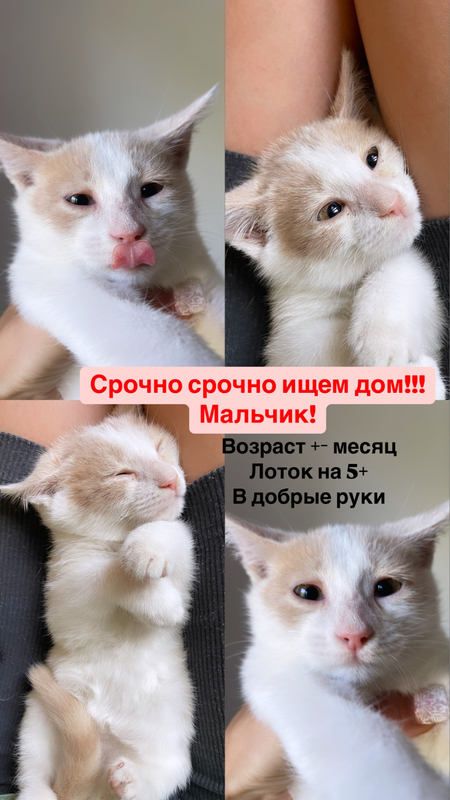 Котёнок в добрые руки