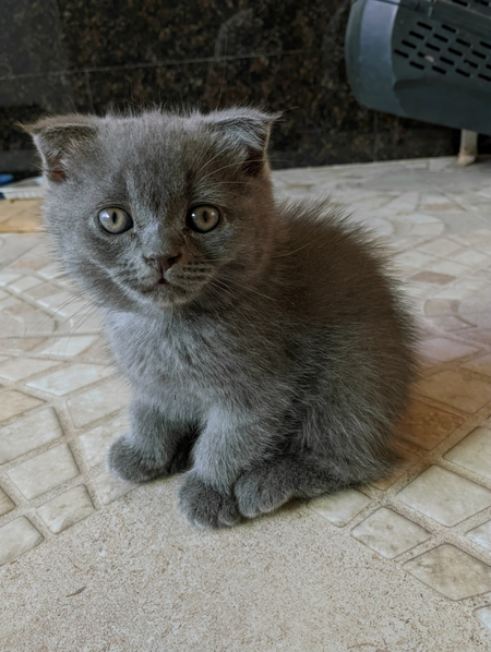 Ласковые котята ждут своих хозяев