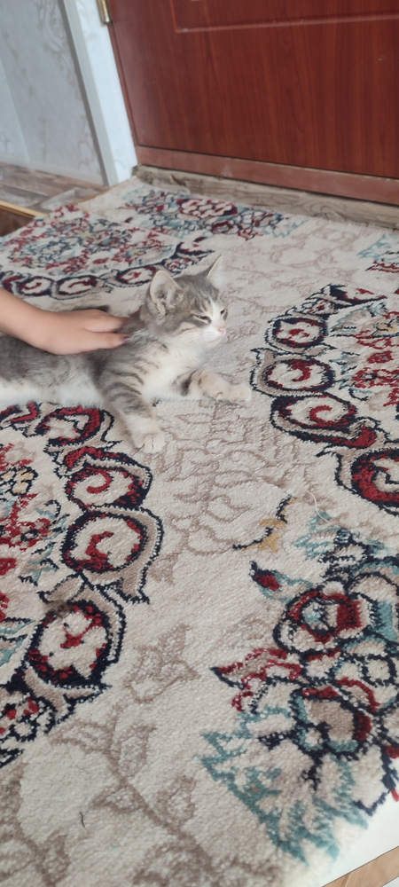 Turetskiy angorka bepul