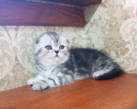 Скотиш фолд  мрамор мальчики