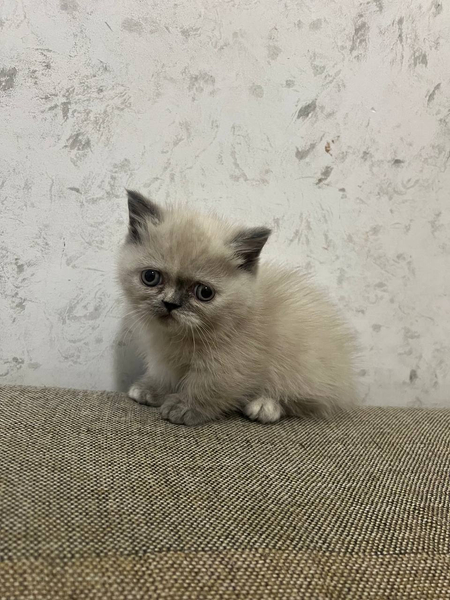 Продается котята