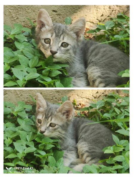Котенок мальчик кот Серый Бесплатно в хорошие руки