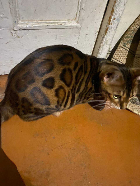 Продаётся бенгальский кот