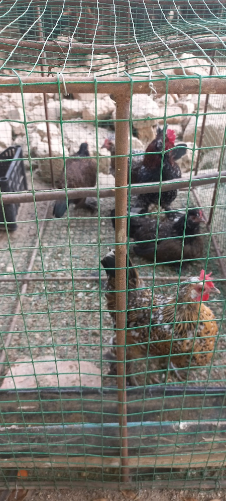 Yaponchalar sotuvda