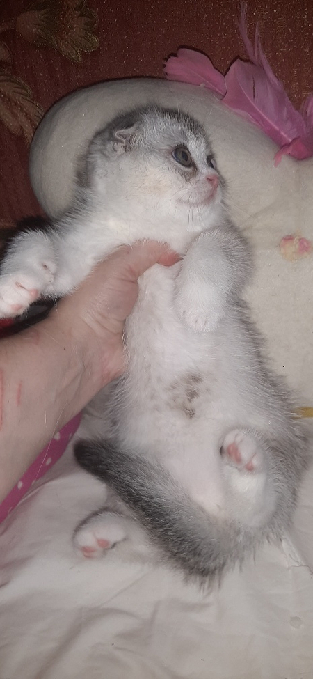 Skottish fold boy cat