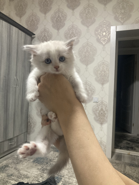 шотландская кошка  прямоухая
