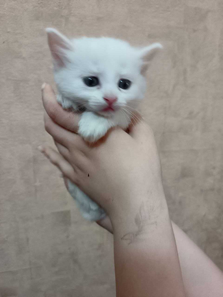 Котята СИБИРСКОЙ кошки. Нежнейший белый окрас, а также чёрно-белые