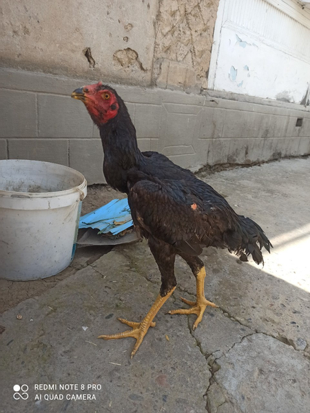 Fevral da chiqan jojamiz sotuvda