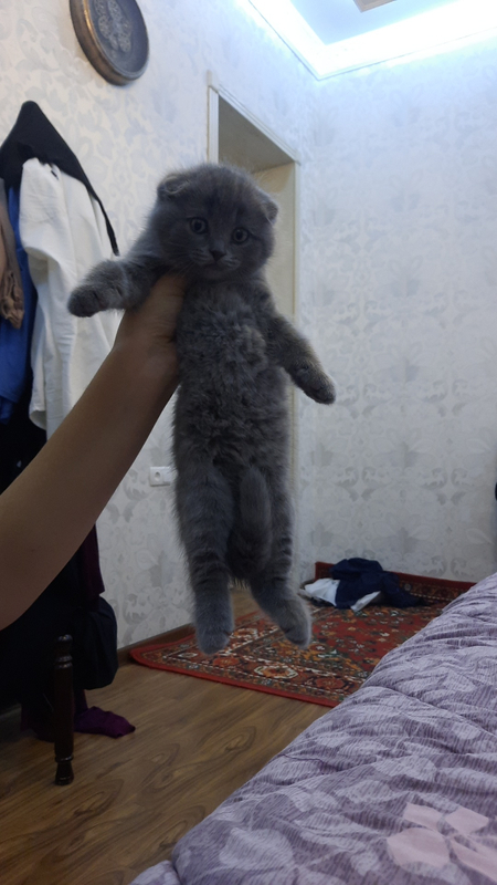 Mushuk skotish fold кошка