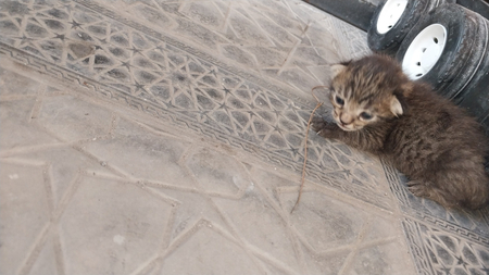 Котенок бесплатно