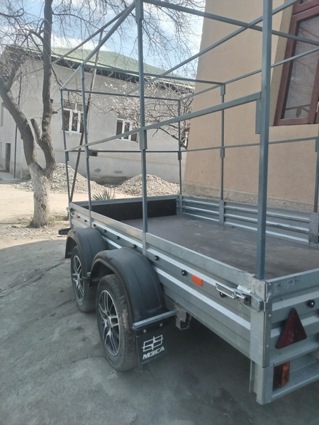 Пицип нови 2023 йанги