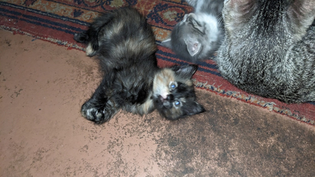 Котята домашние чуть больше месяца