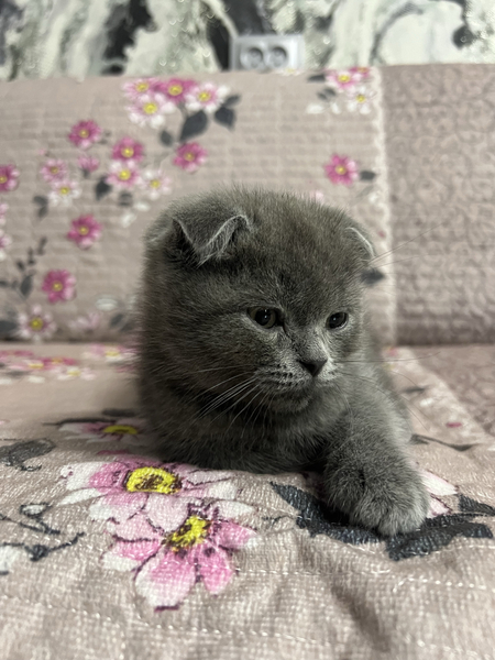 Котята скоттиш фолд и скоттиш страйт