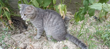 Кошки скоттиш фолд
