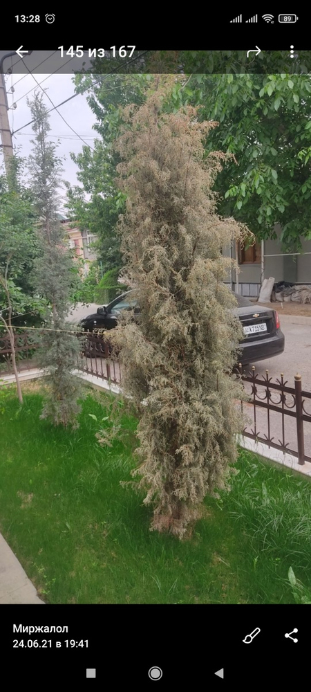 Archa ekish kesish agranom