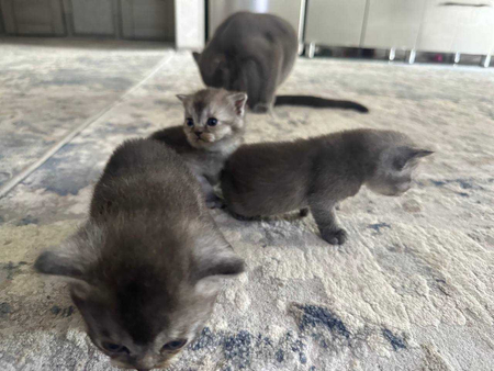 Шотландская вислоухая кошка (Скоттиш-фолд)
