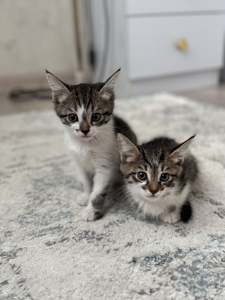 Отдам Котят