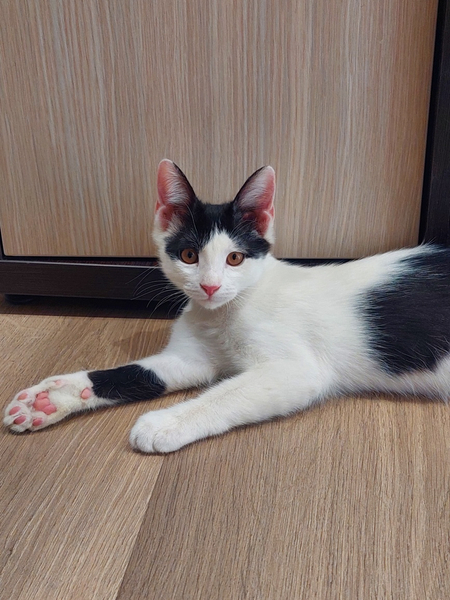 Котёнок мальчик. Привит,  имеет паспорт