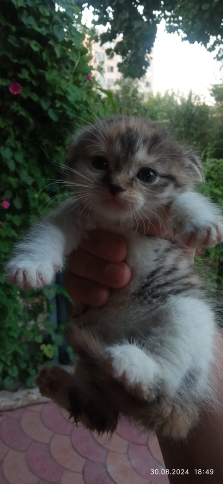 Продаётся котята вислоухие породисты