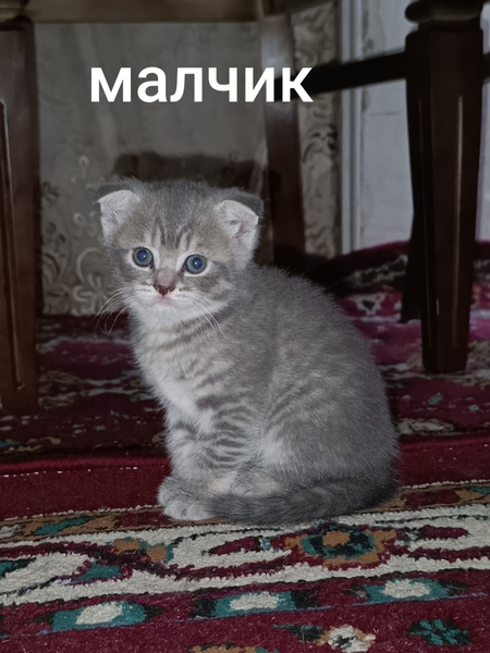 мушук болаларитсотилади скотиш фолд