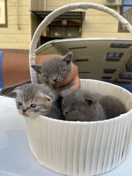 Котята породистые