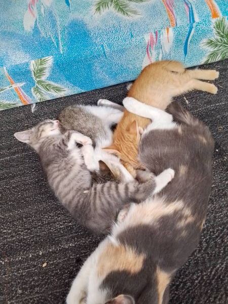 Отдадим котят в добрые руки