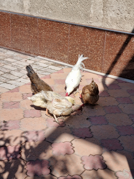 Xonaki tovuqlar sotiladi.