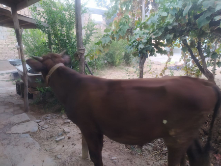 Boqishga tayyor buqa sotiladi