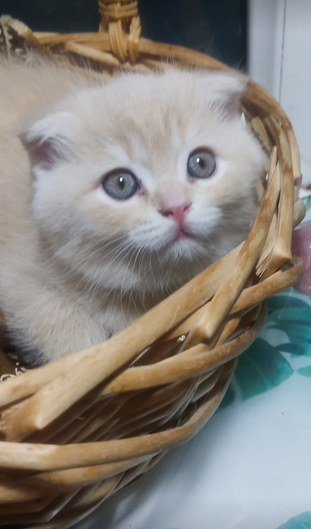 Котёнок скотиш фолд