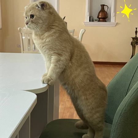ВЯЗКА.Вислоухий кот,кремовый табби.
