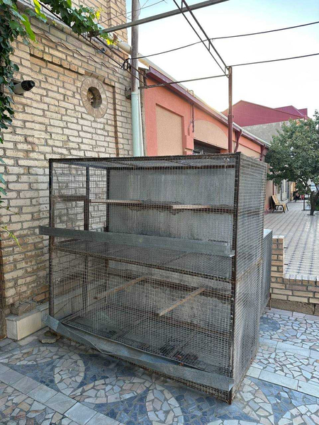 tovuq katak sotiladi