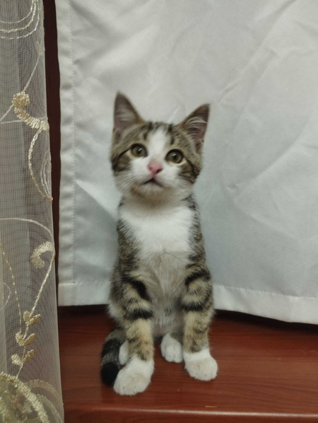 Срочно продаёться котят