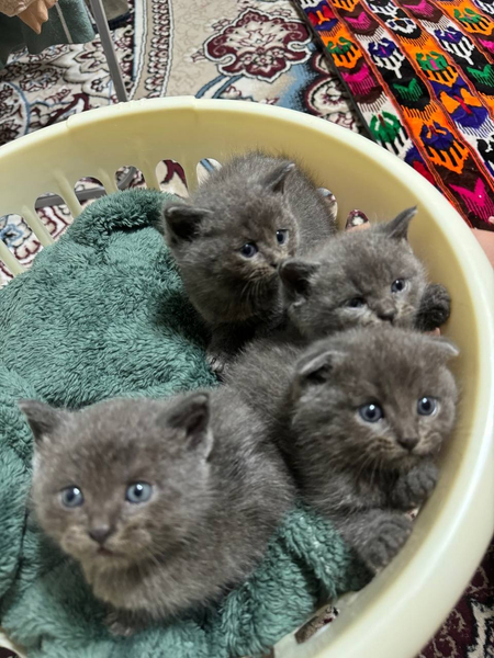 Mushkular sotiladi. Продаётся котёнки