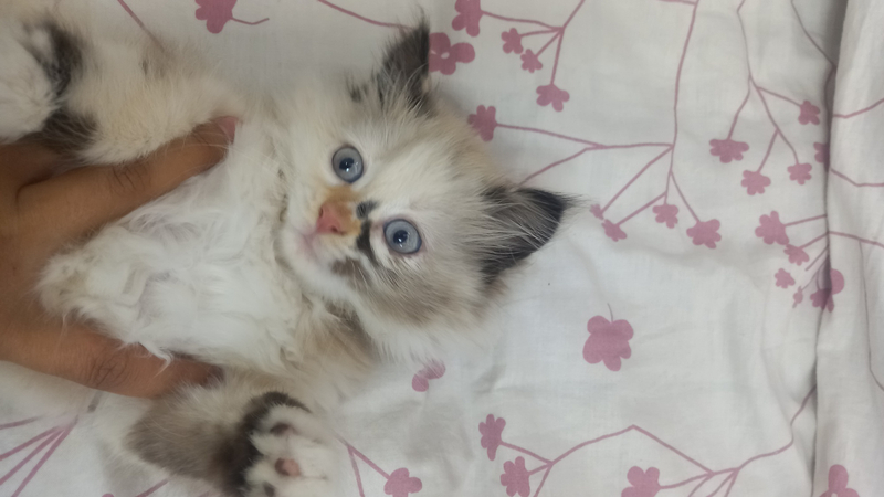 Котёнок Регдолл два месяца!