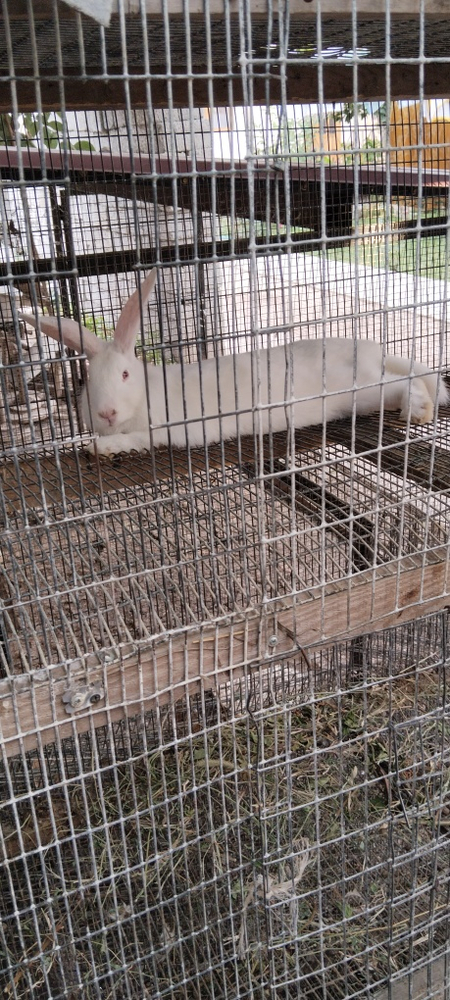 Sames samka sotiladi 35 kulik bolalar bor