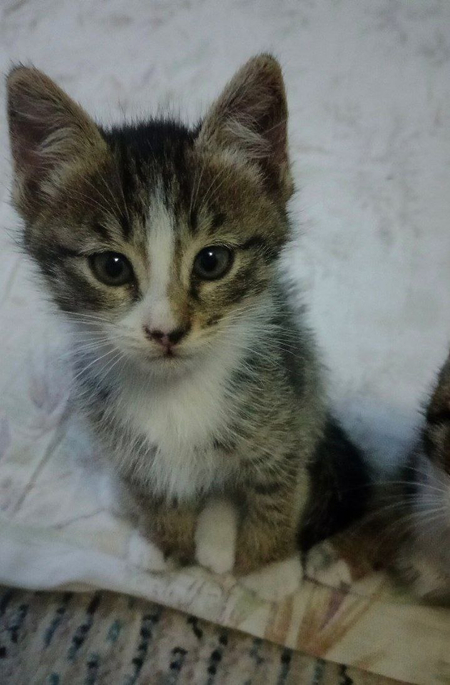 Отдам котят в хорошие руки