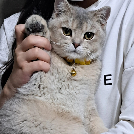 Вязка. Шиншилла кот