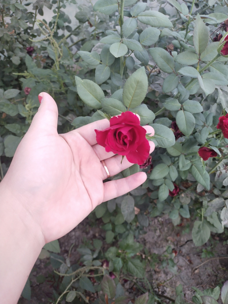Atirgul kochatlari bor 1 qol dehqon