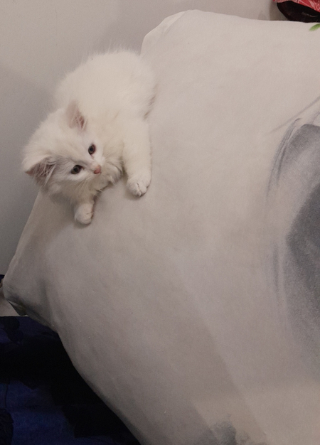 Сибирский котёнок девочка
