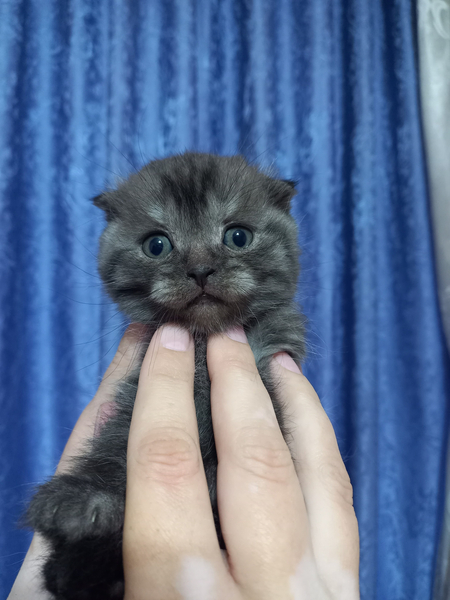 Чистокровные котята