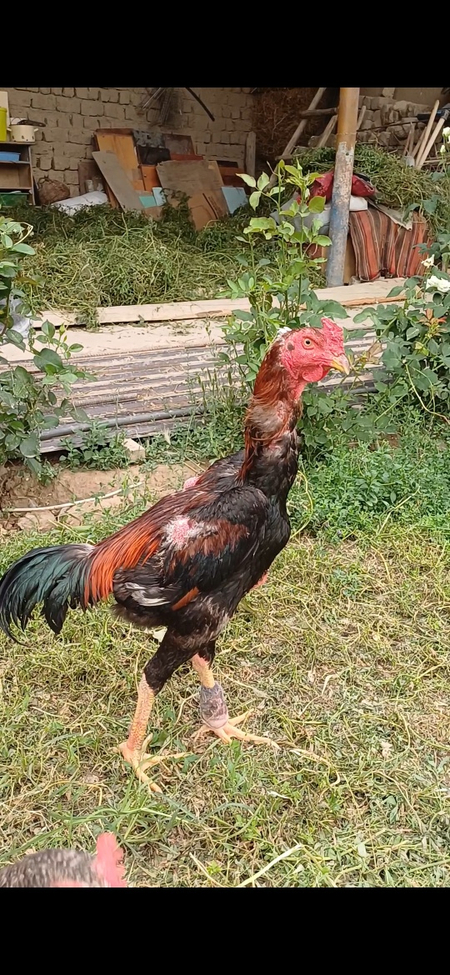 Dakan xo‘roz sotiladi