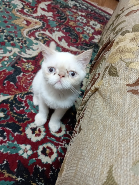 Котенок Экзот 4 месяца