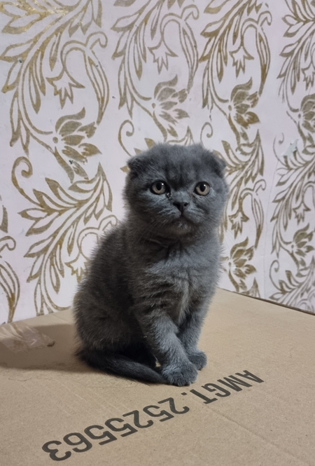 Продаётся пародистийе катята