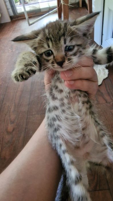 Котята в добрые руки. Бесплатно
