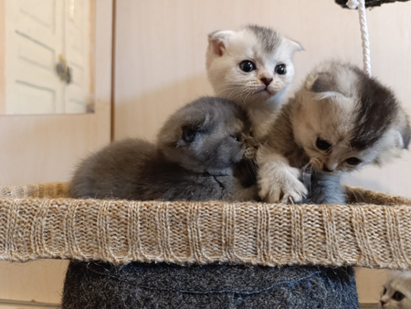 Скоттиш Фолд ( Серебристая Шиншилла)