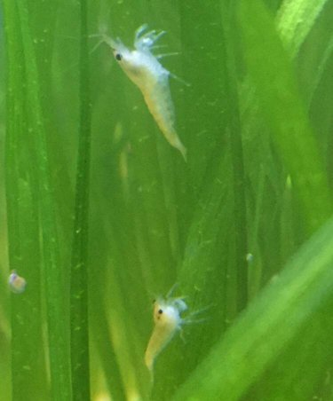 Akvarium krivetkalari