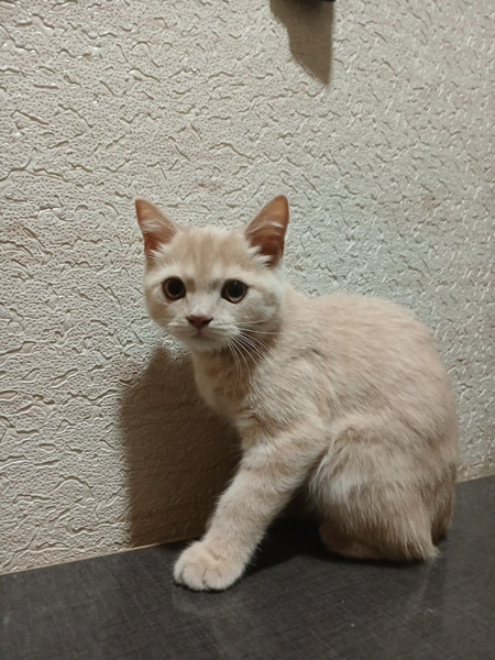 Mushuk sotiladi tezda