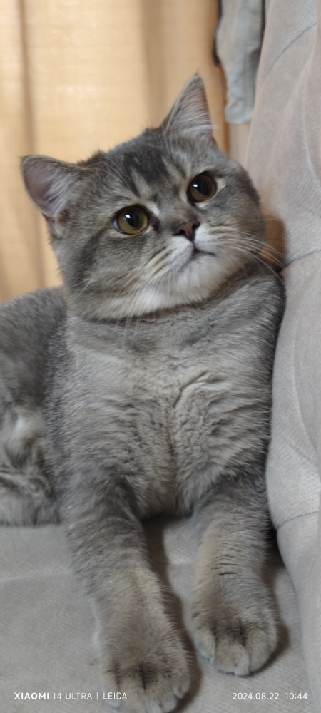 Продам кота (котенка) , серебристая шиншилла
