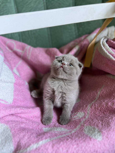 Продаются котята скотиш фолд и скотиш страйт.