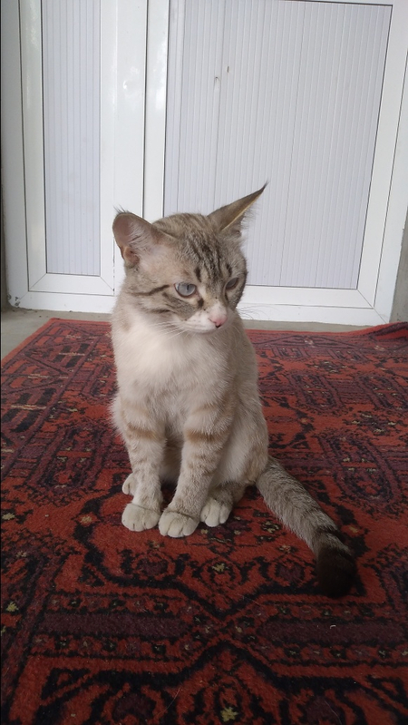 Tozza zotli mushuk